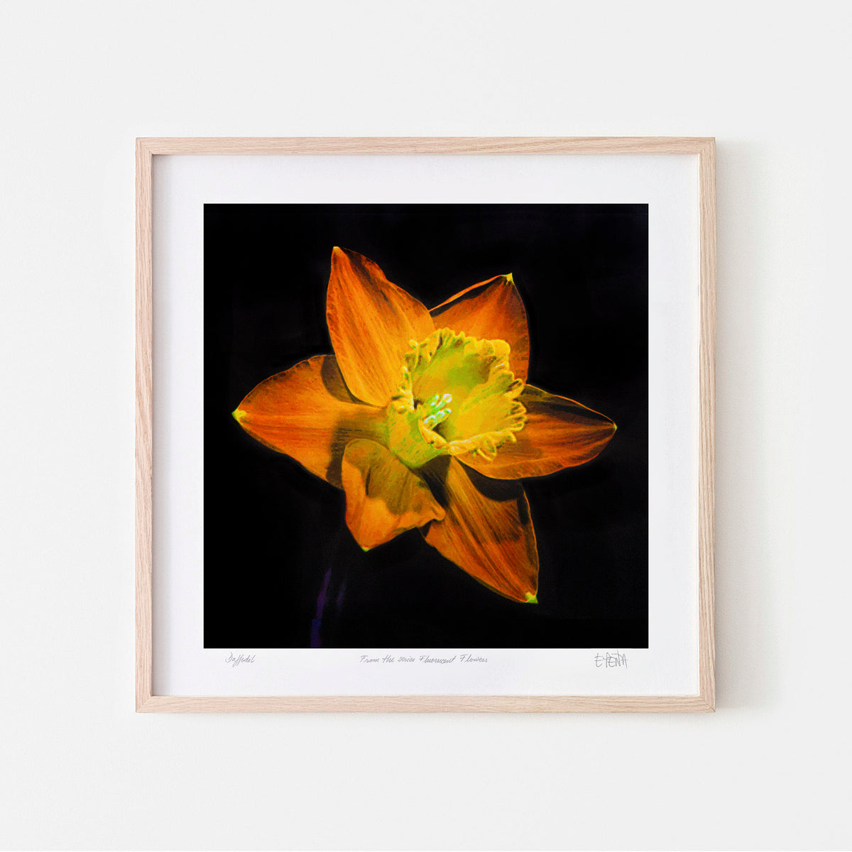 Esteban Peña - Daffodil - Studio Parga Print Editions